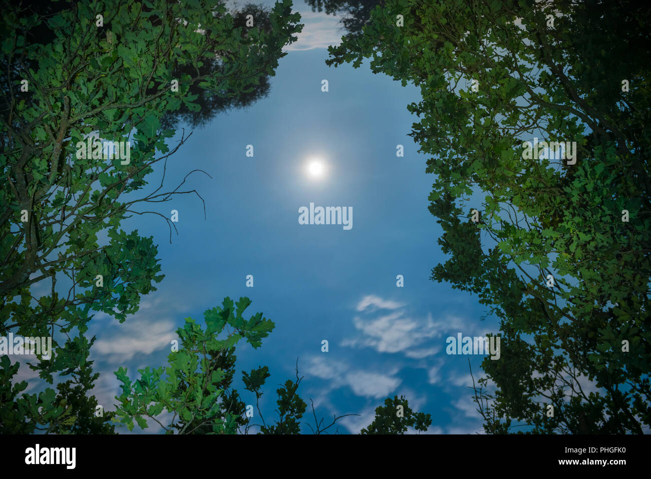 Moon Through Trees With Lake Forest, Moon, Nature. Free Stock Video