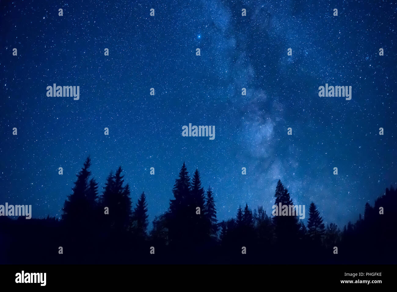 Forest at night Stock Photo - Alamy