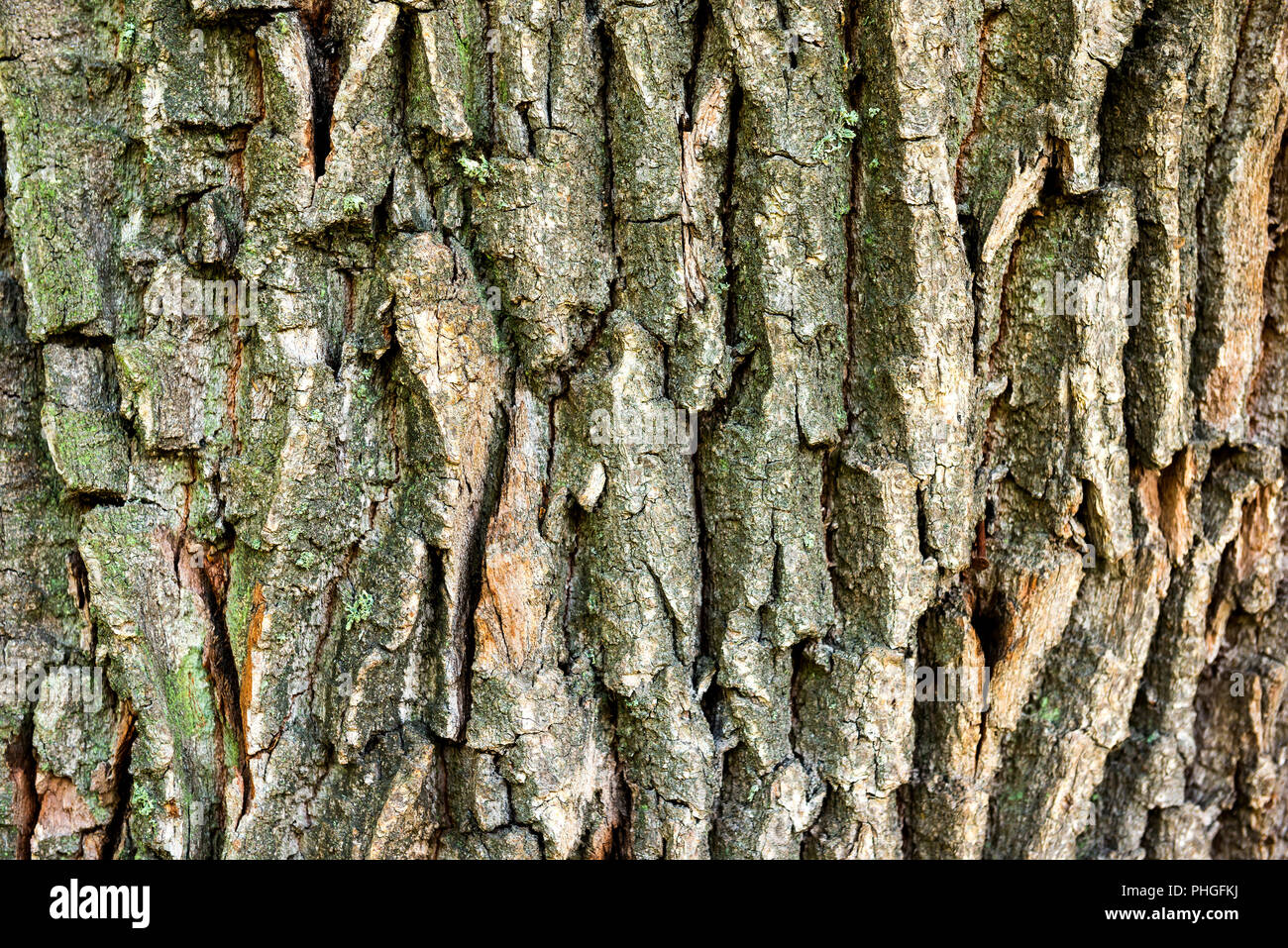 Oak Bark Texture
