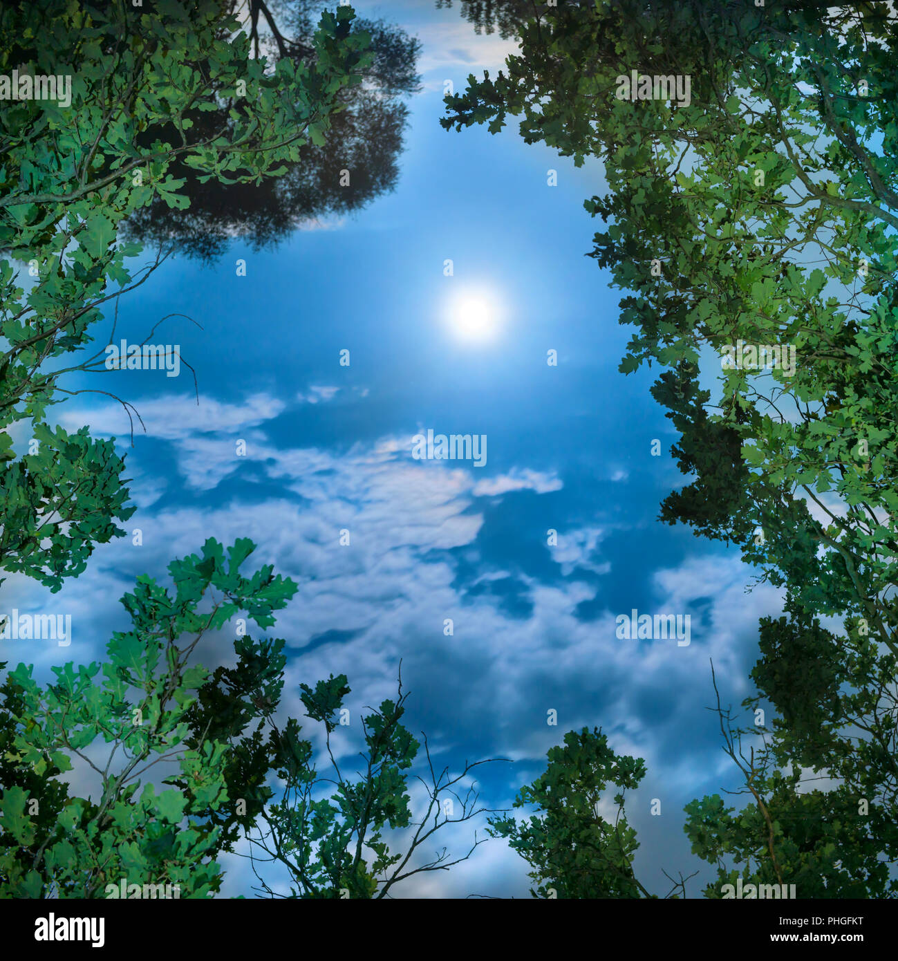 Moonlight through trees hi-res stock photography and images - Alamy