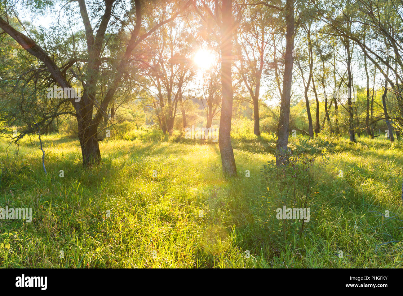 Sunny park hi-res stock photography and images - Alamy