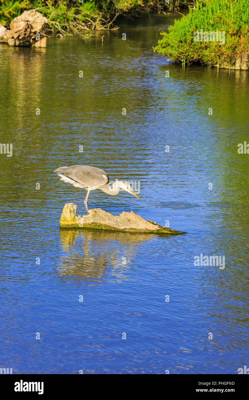Delta rhone hi-res stock photography and images - Alamy