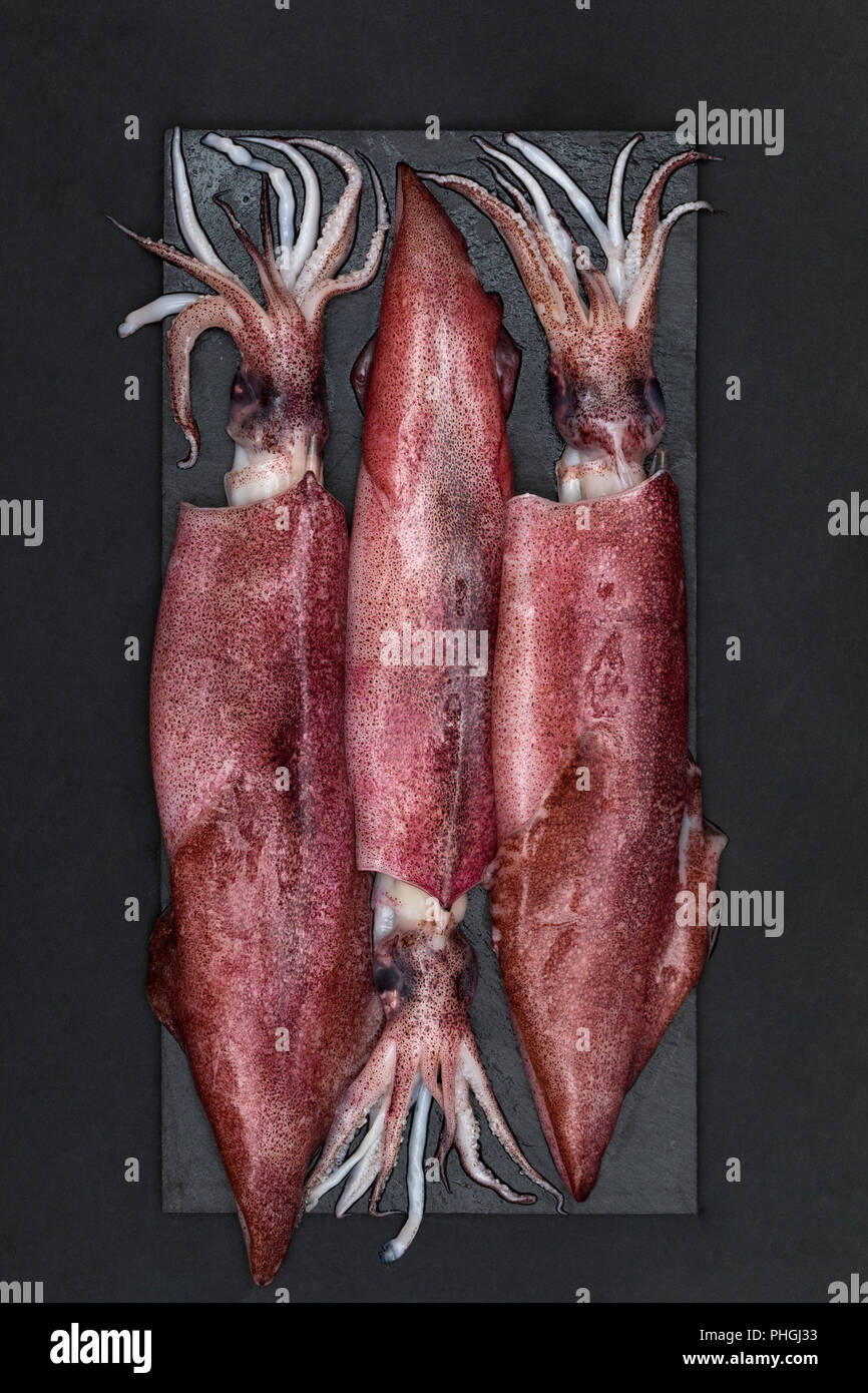 Fresh Squid Dissection