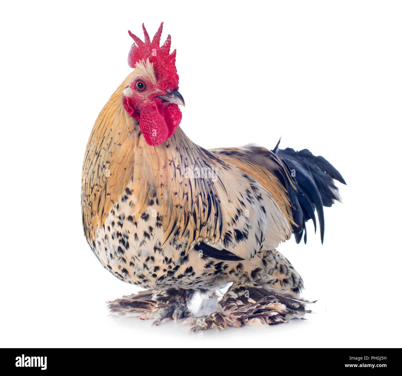 rooster Booted Bantam in front of white background Stock Photo - Alamy