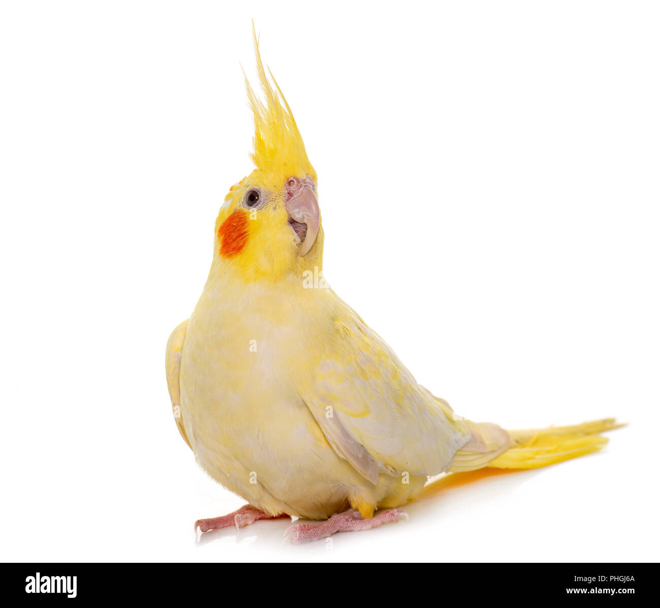adult cockatiel in front of white background Stock Photo - Alamy