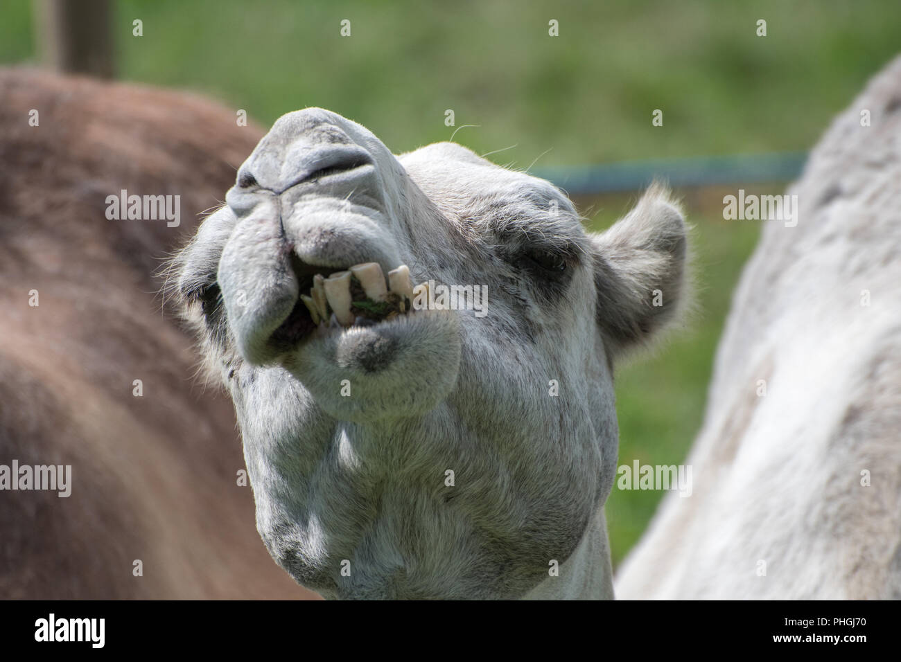 Camel racing england hi-res stock photography and images - Alamy