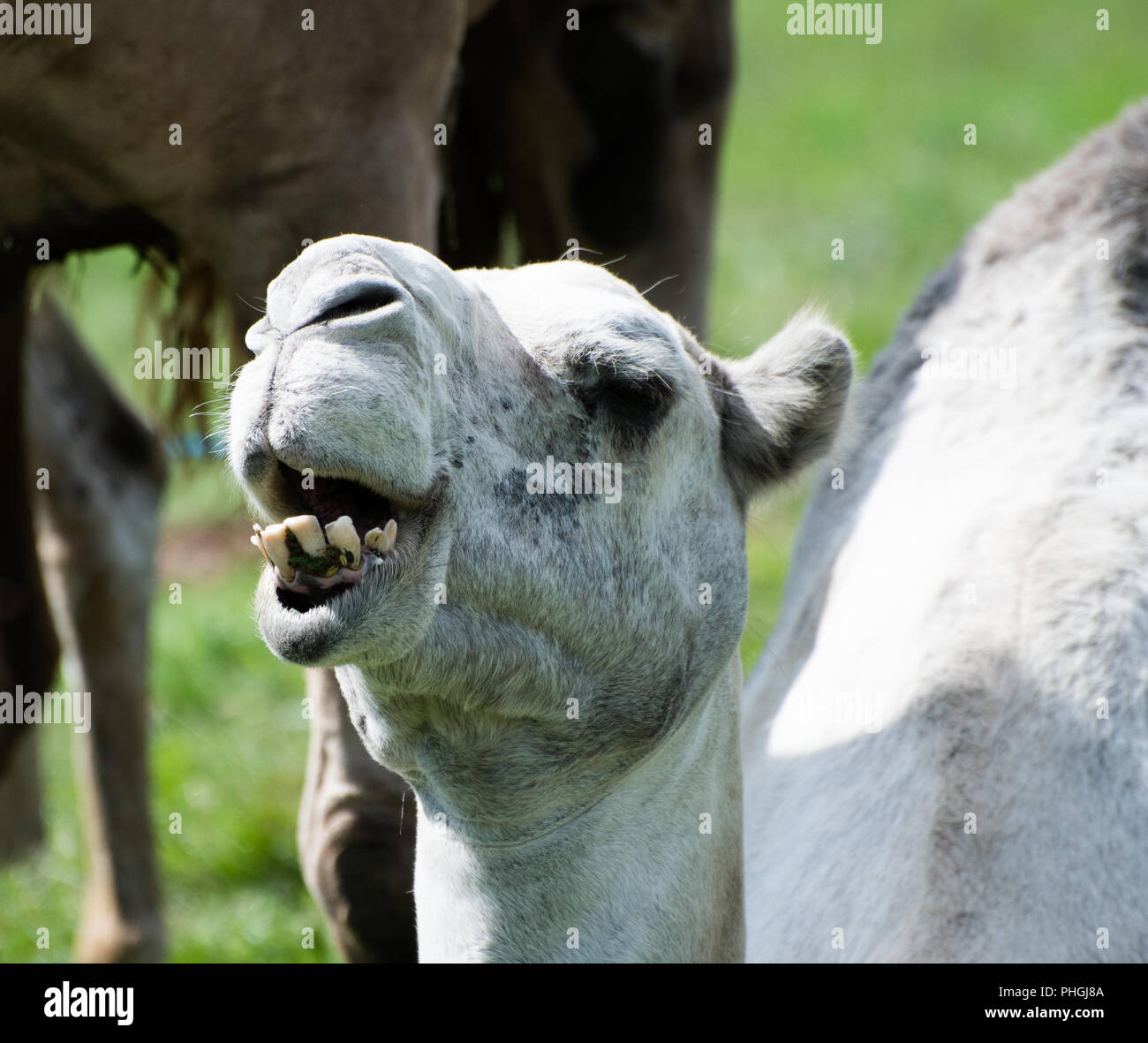 Camel teeth hi-res stock photography and images - Alamy