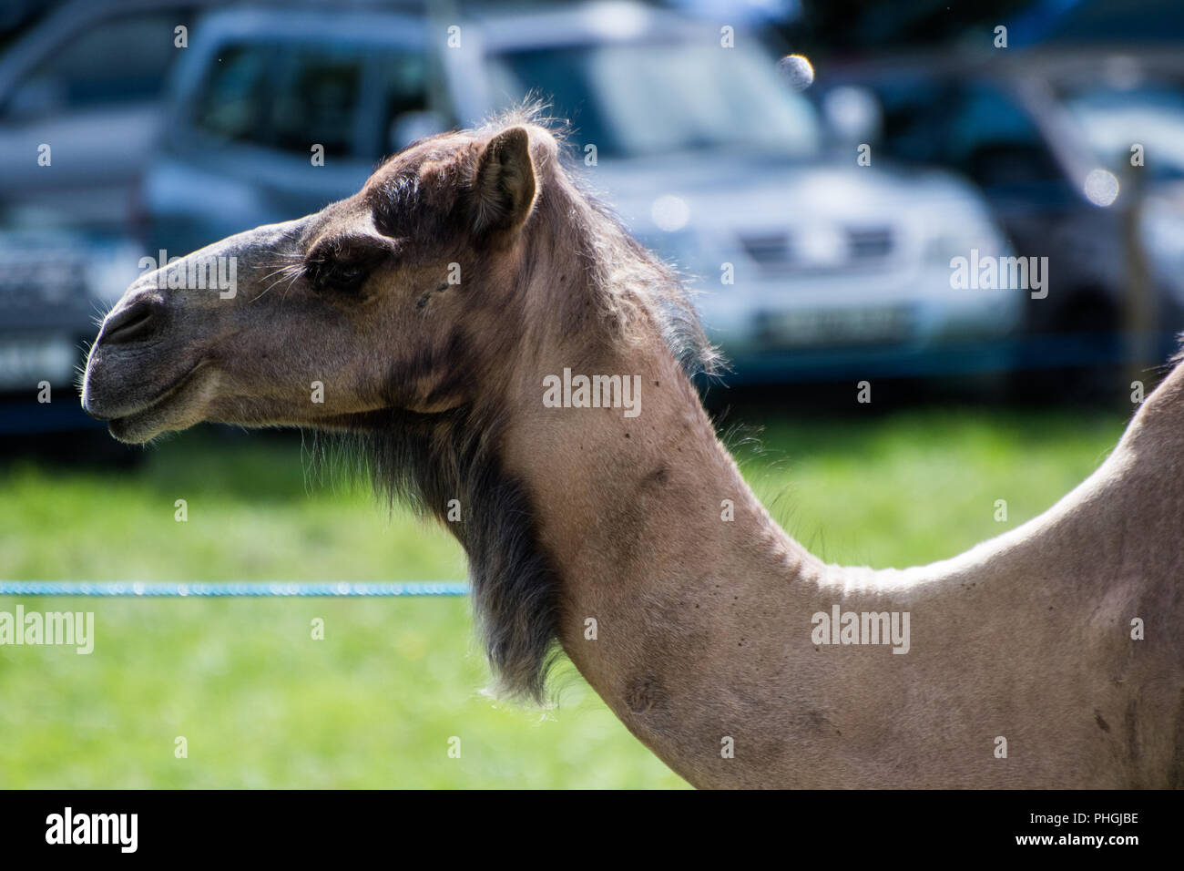 Alien teeth hi-res stock photography and images - Alamy