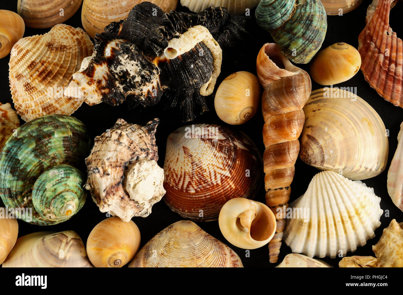 Seashell background texture Stock Photo - Alamy