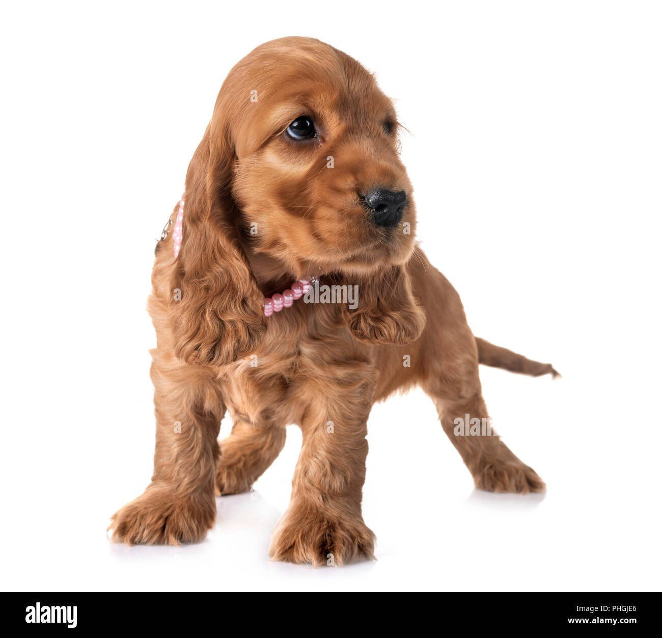 puppy cocker spaniel in front of white background Stock Photo - Alamy