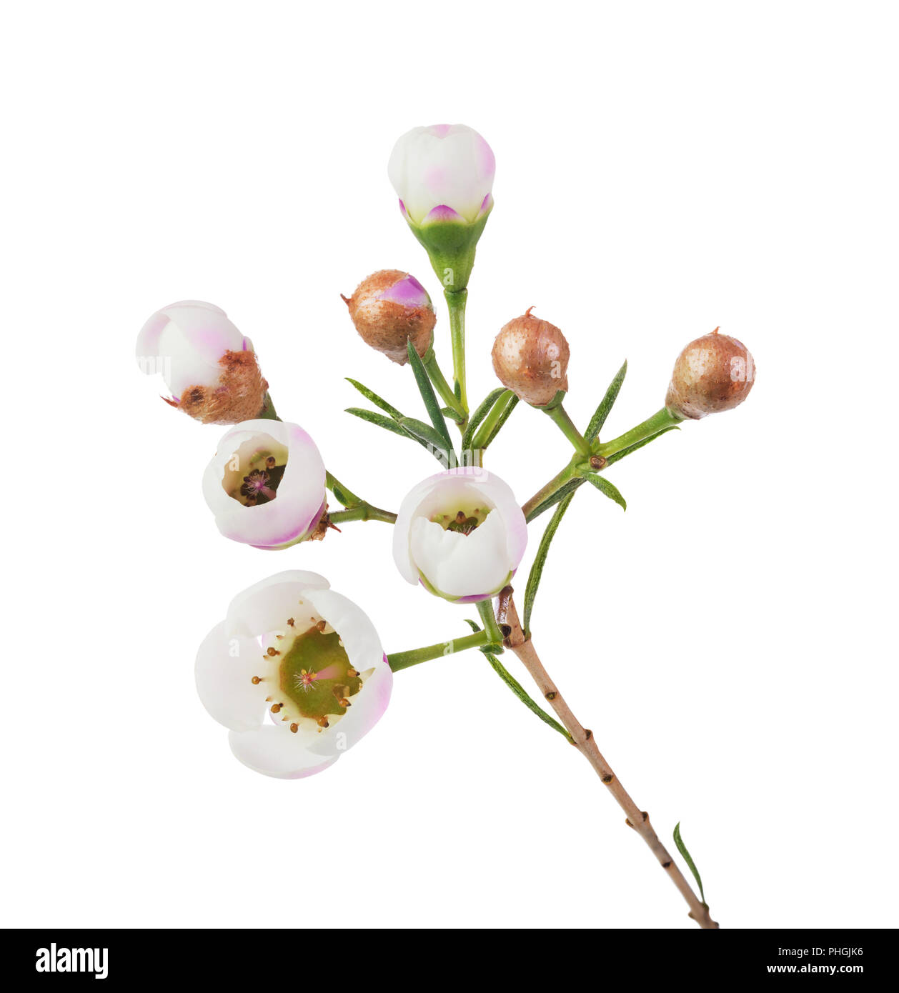 Sprig of flowers hi-res stock photography and images - Alamy