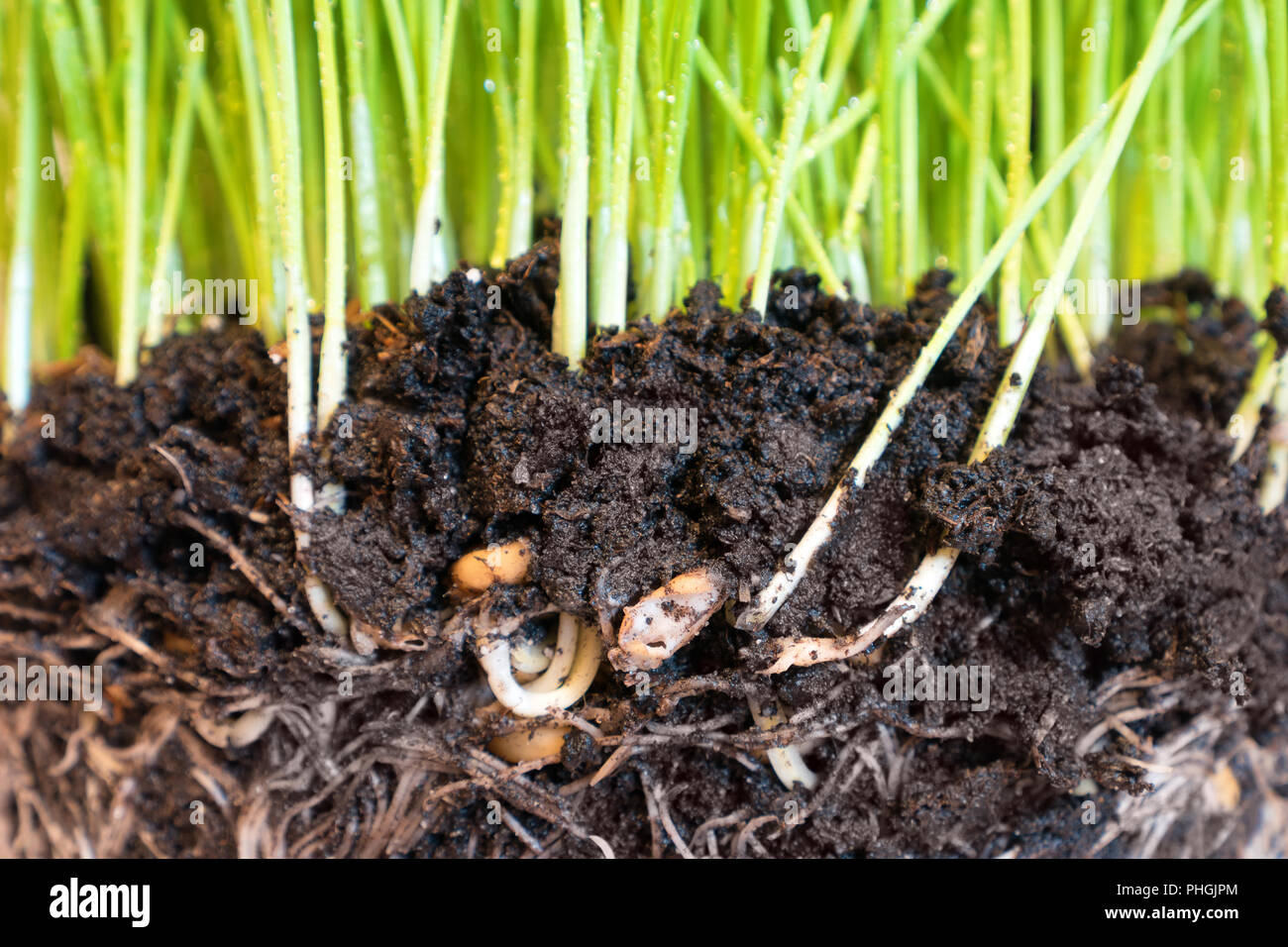 Wheat plant roots hi-res stock photography and images - Alamy