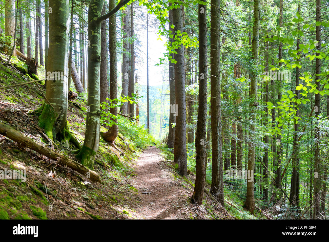 Pathway path woods trees wilderness hi-res stock photography and images - Alamy