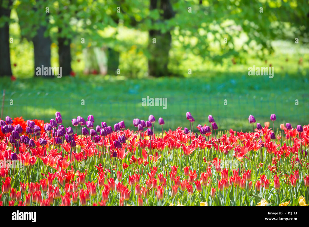 Colorful tulips garden hi-res stock photography and images - Alamy