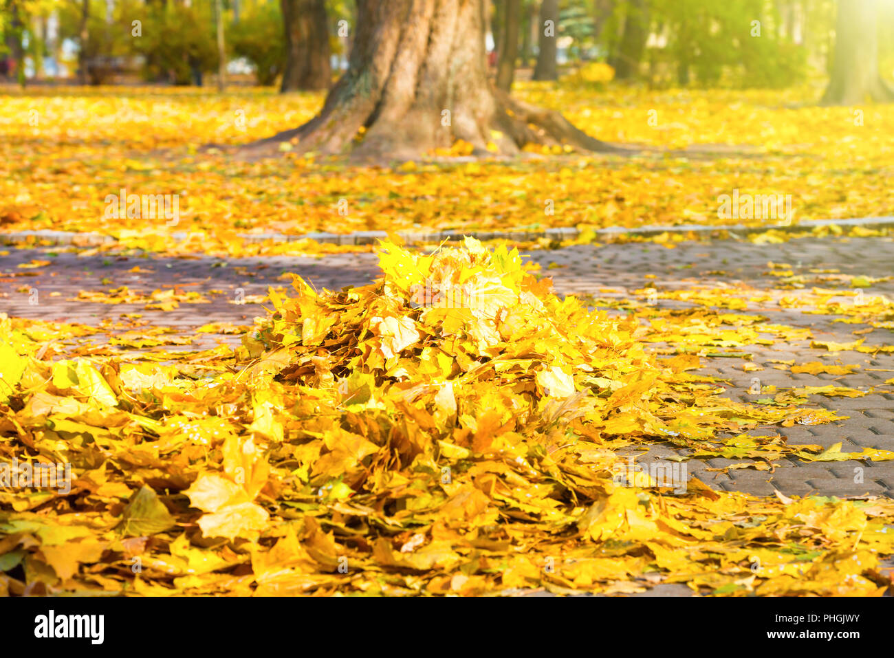 Heap leaves autumn hi-res stock photography and images - Alamy