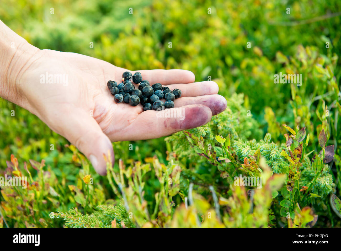 Hand full of wild bilberries Stock Photo - Alamy