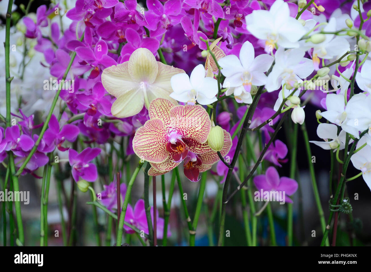 Colorful tropical & exotic orchids flower in plants nursery Stock Photo ...