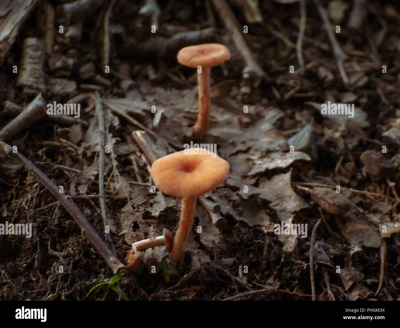 Mushroom bloom hi-res stock photography and images - Alamy