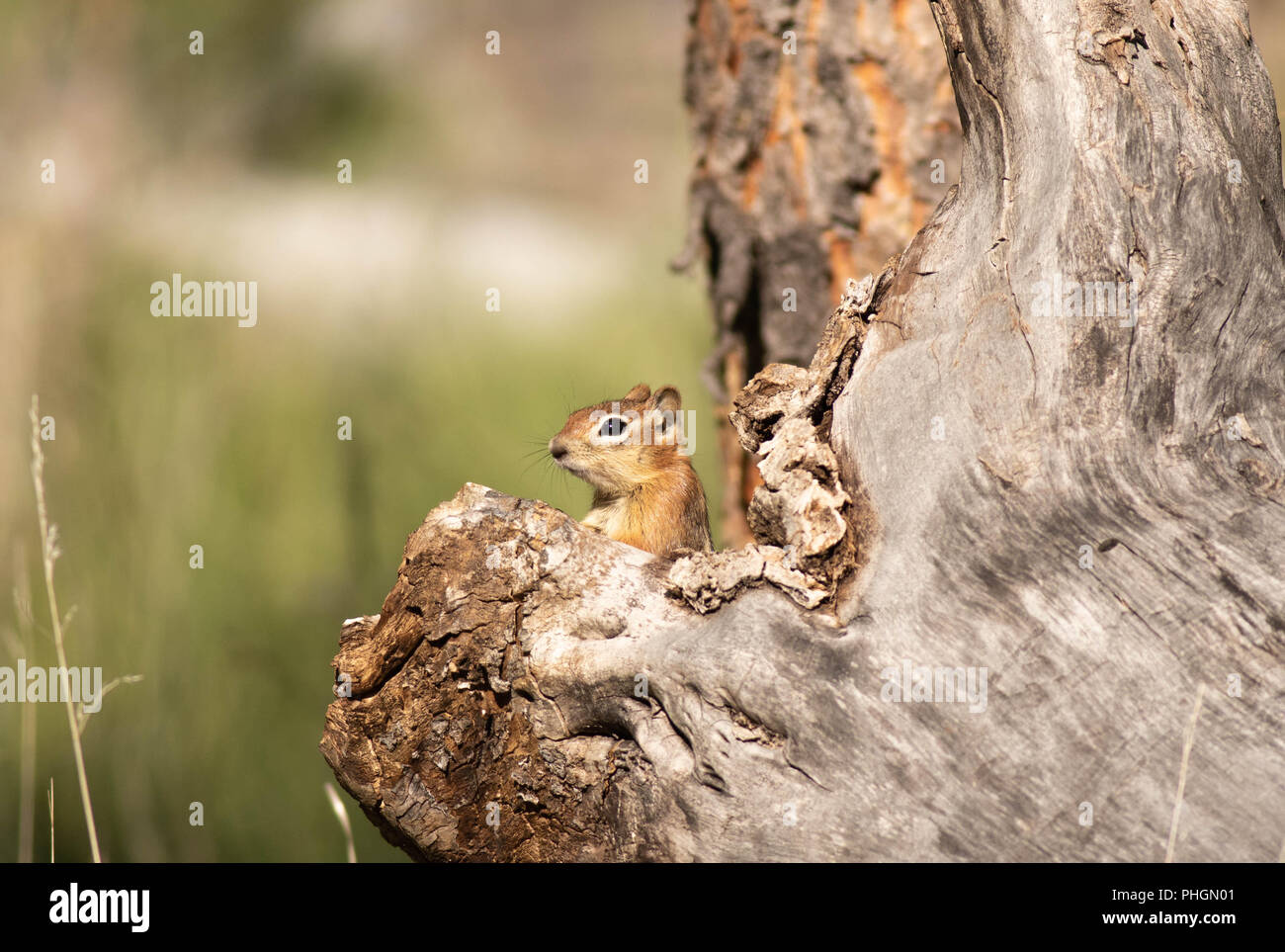 Chipmunks of arizona hi-res stock photography and images - Alamy