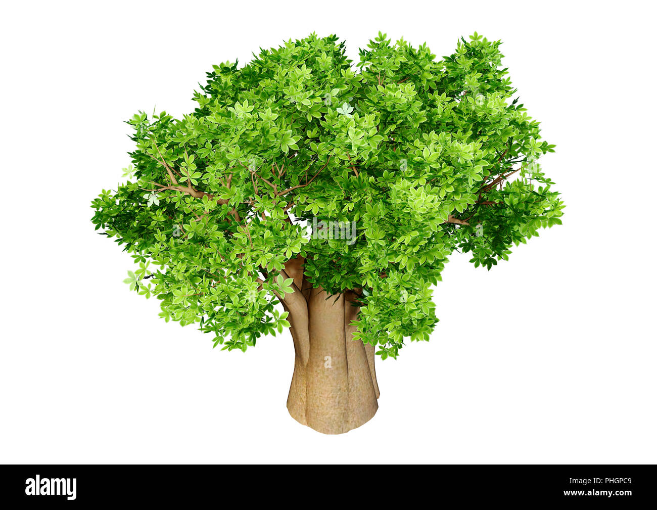 3D rendering of a baobab tree or Adansonia digitata isolated on white ...