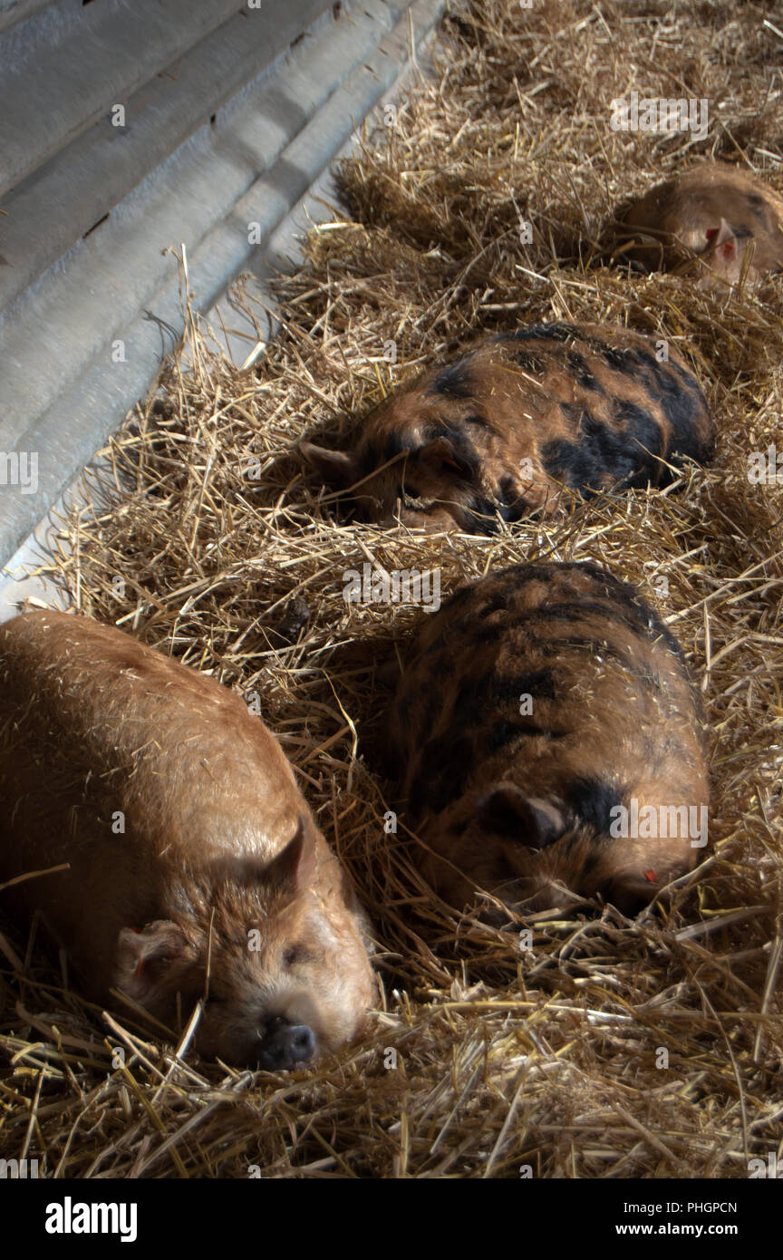 Kunekune pig hi-res stock photography and images - Alamy