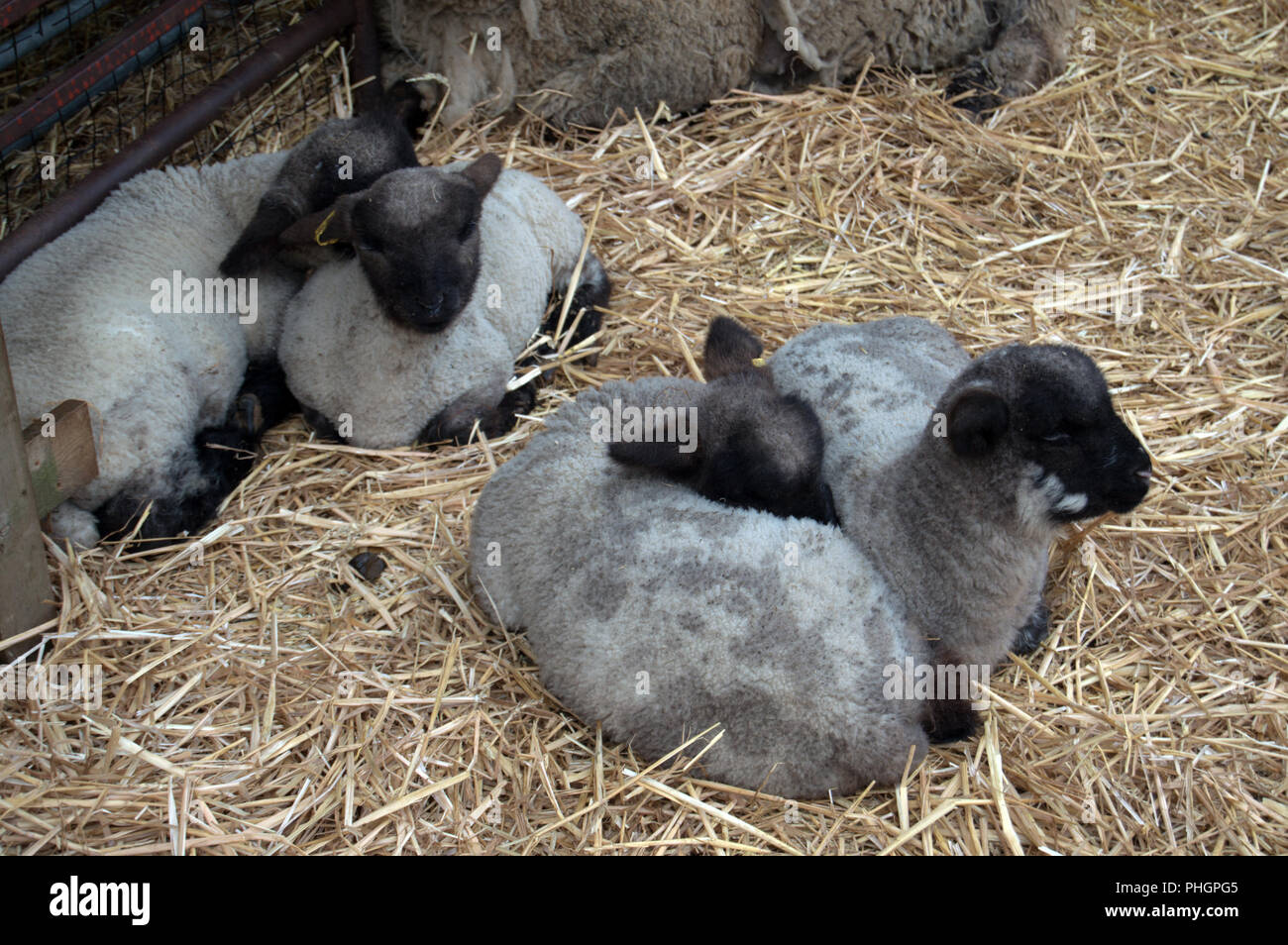 Sheep and lambs resting in farm stable Stock Photo - Alamy