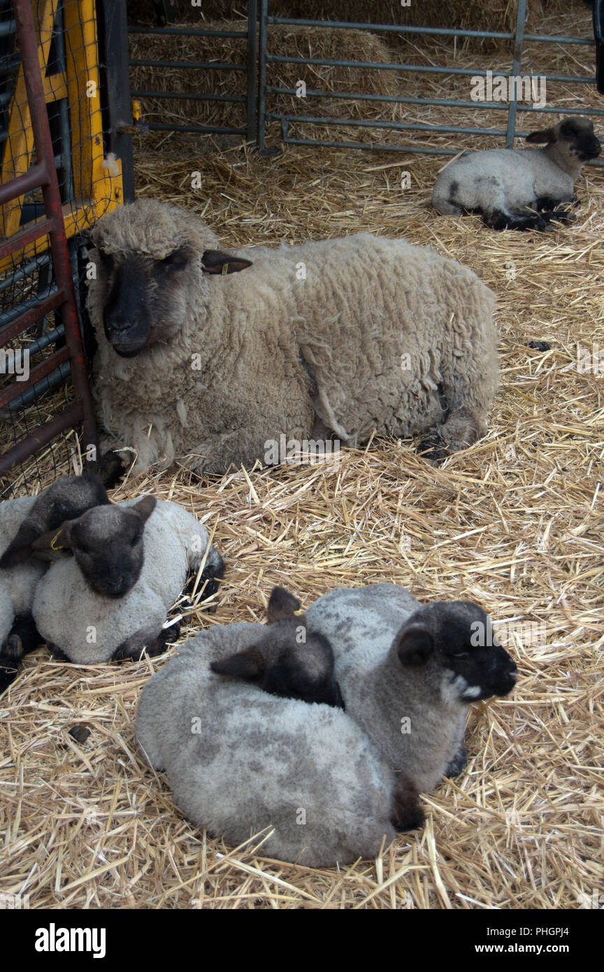 Sheep and lambs resting in farm stable Stock Photo - Alamy
