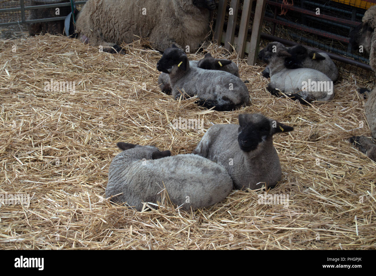 Sheep and lambs resting in farm stable Stock Photo - Alamy