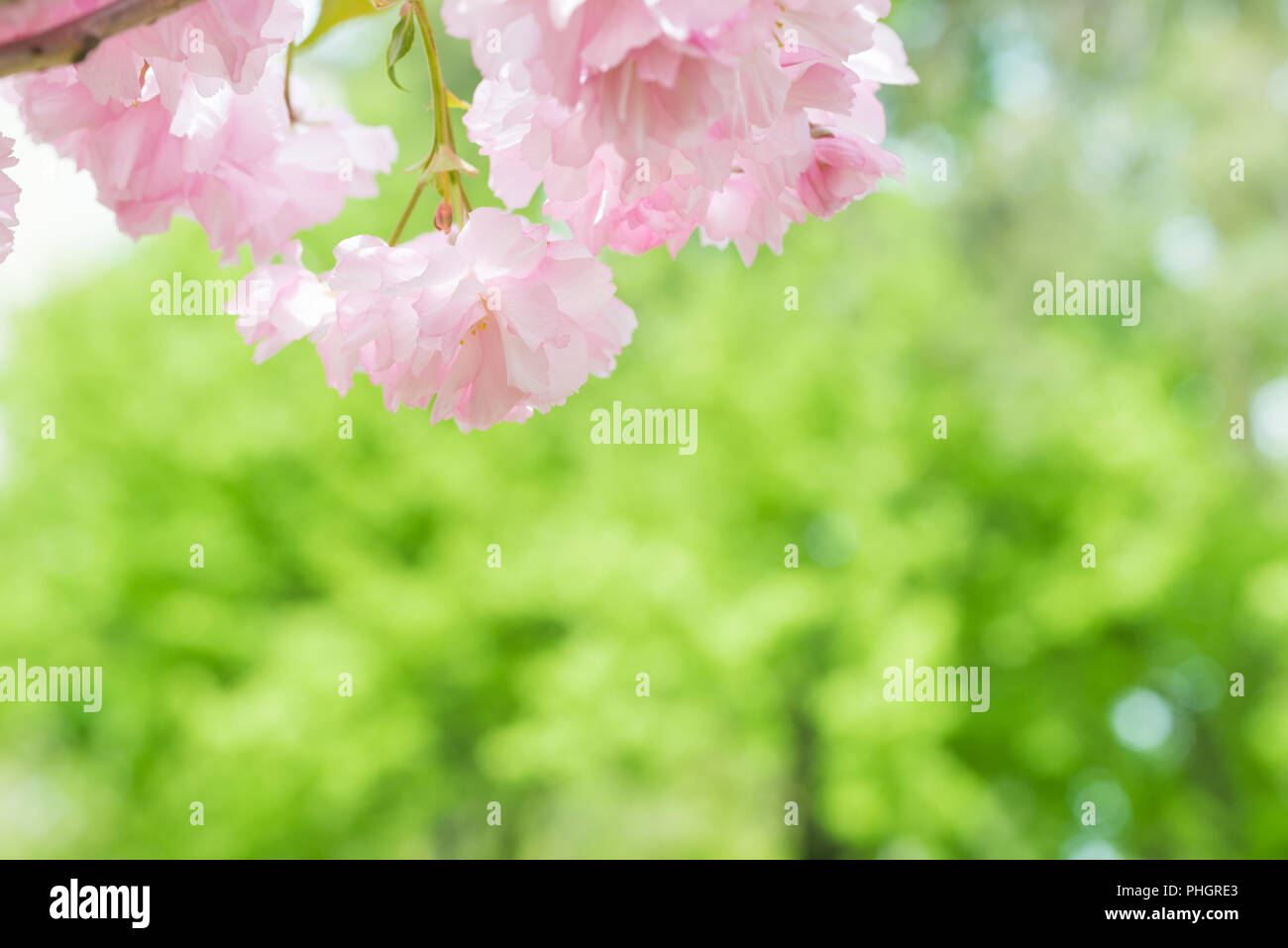 Pink flowers cherry sakura hi-res stock photography and images - Alamy