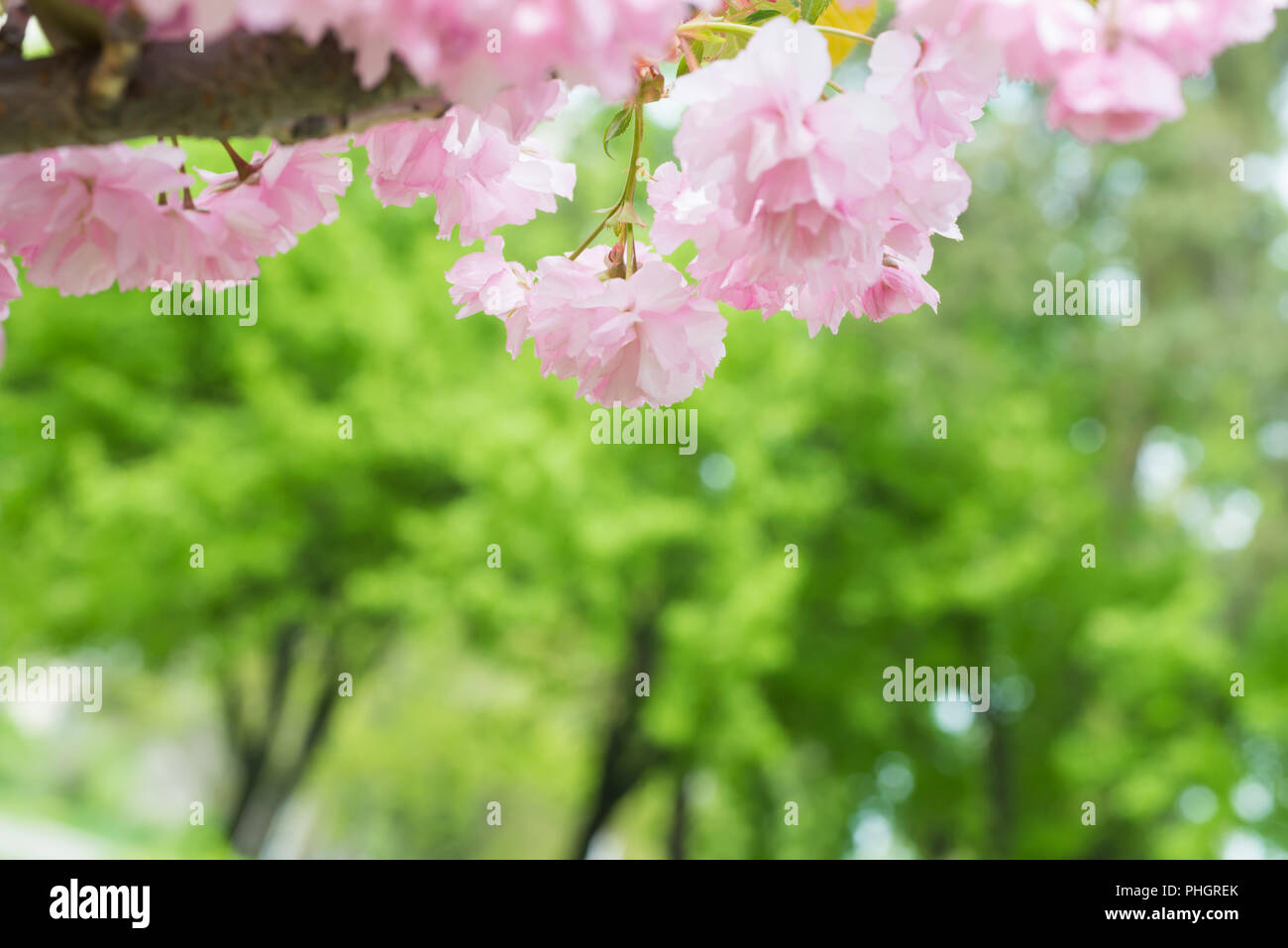 Pink sakura flowers on a spring cherry tree Stock Photo - Alamy