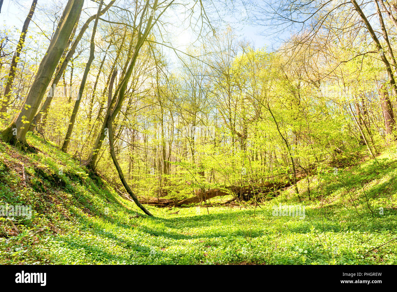 Beautiful green meadow forest in hi-res stock photography and images ...