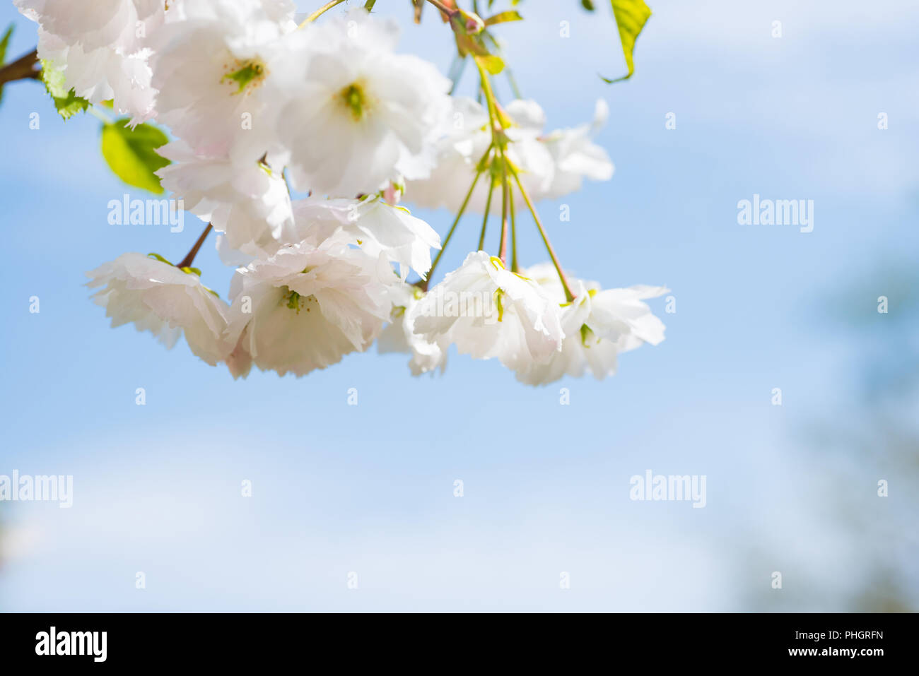 White japanese cherry tree hi-res stock photography and images - Alamy