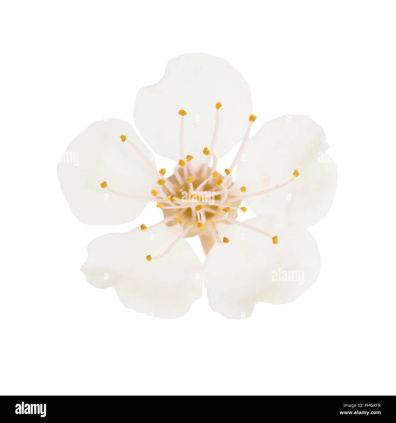White flower isolated on white Stock Photo - Alamy