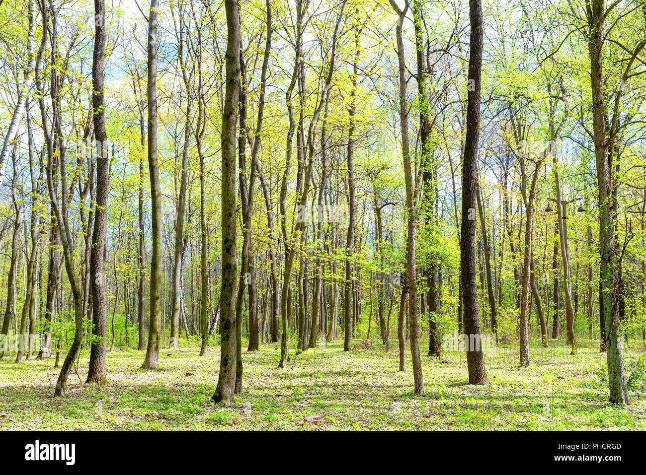 Spring forest young bright green hi-res stock photography and images ...