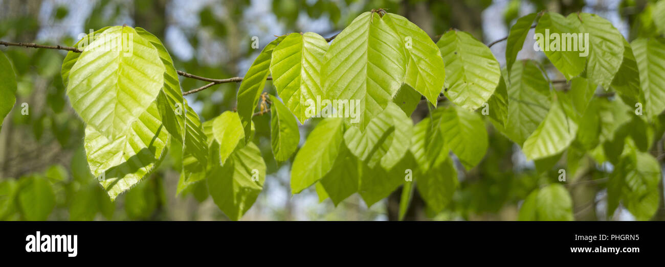 Branch of a beech hi-res stock photography and images - Alamy