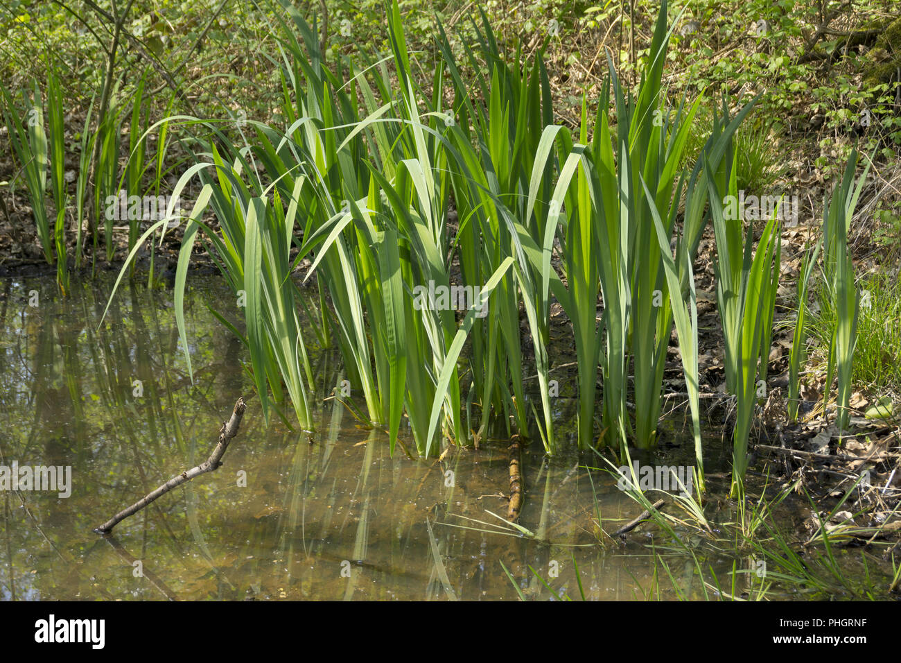 Water iris hi-res stock photography and images - Alamy