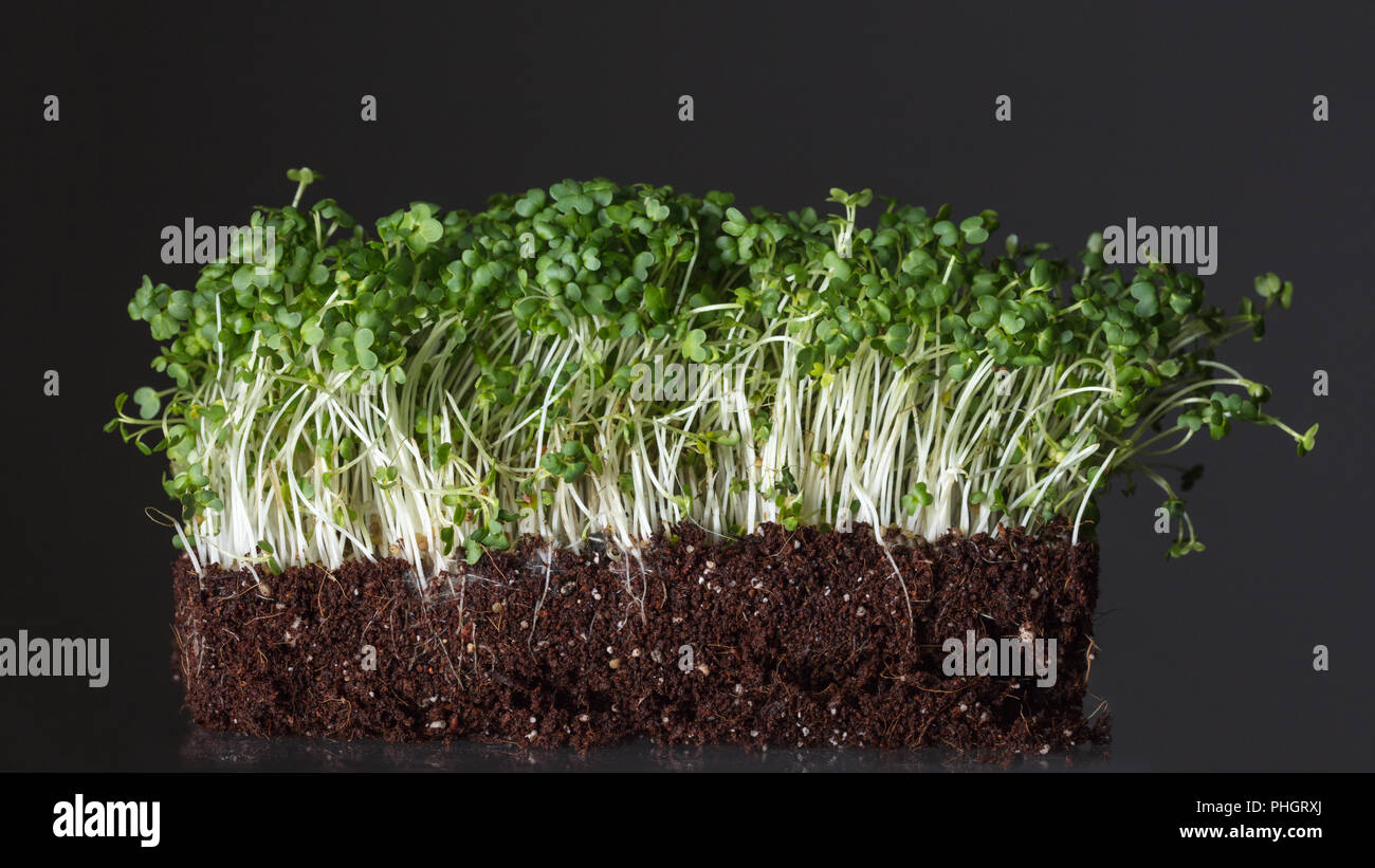 Young green grains growing in organic soil isolated on black Stock ...