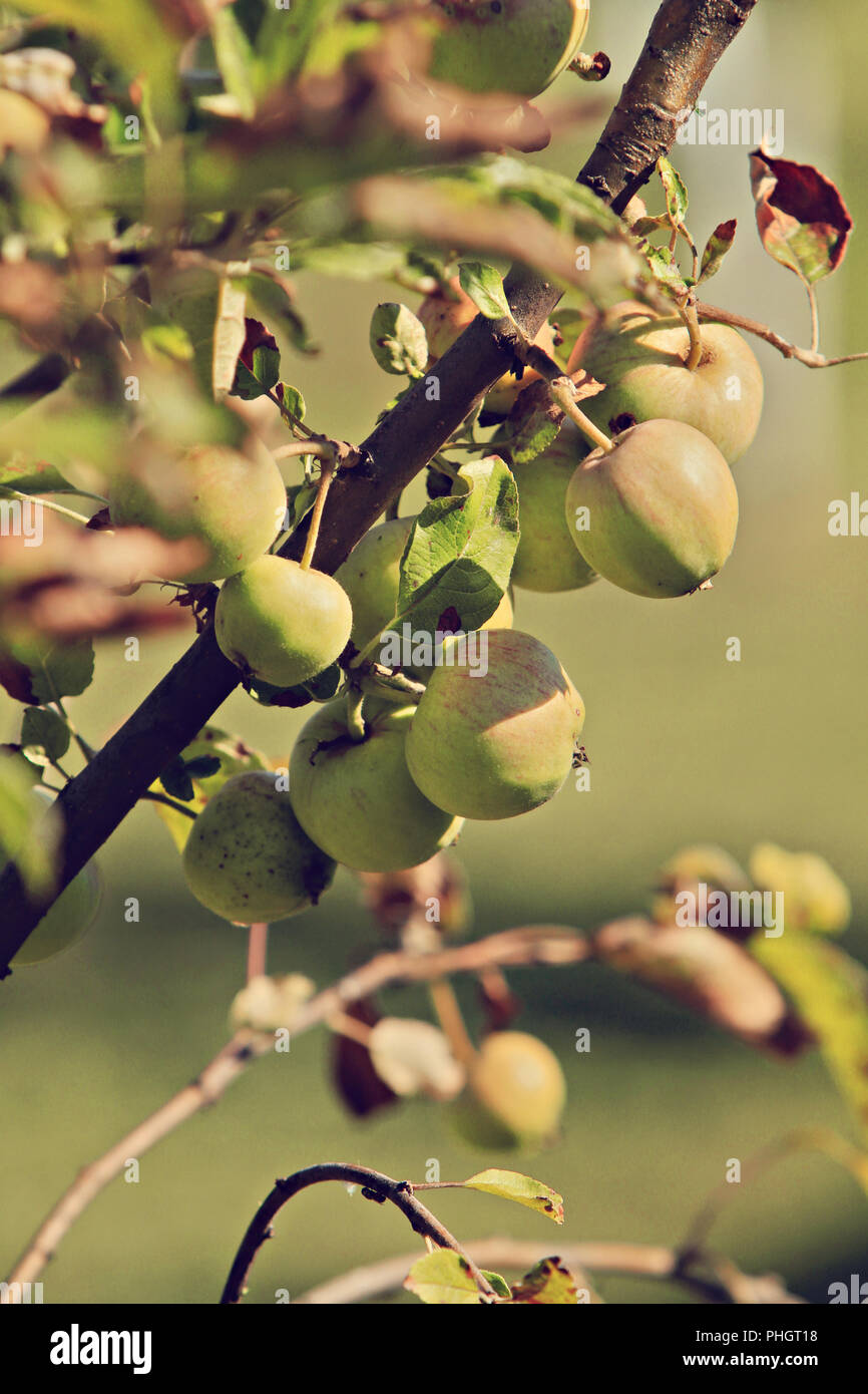 apple tree branch Stock Photo - Alamy