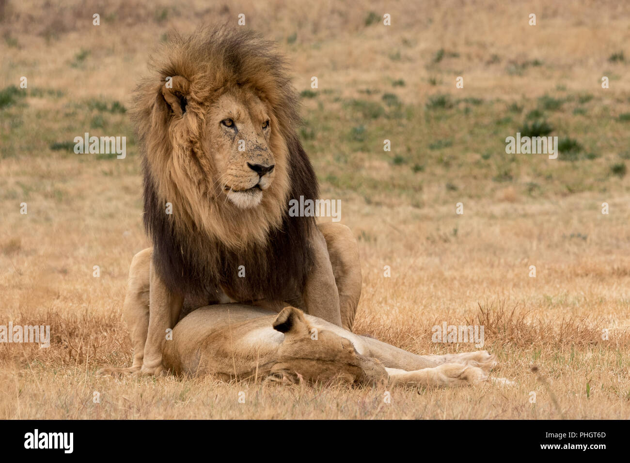African lions mating hi-res stock photography and images - Alamy