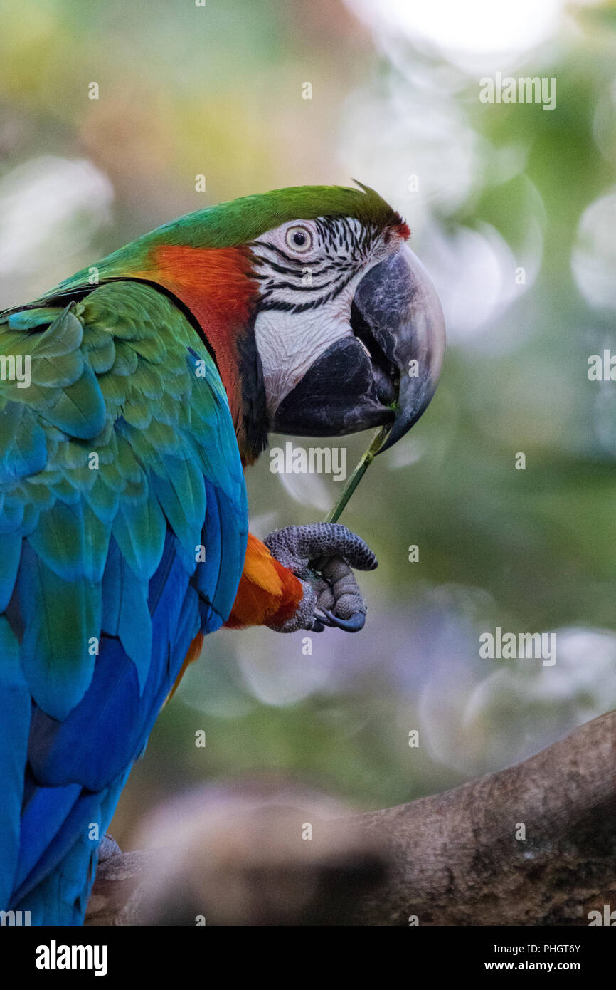 Macaw in park hi-res stock photography and images - Alamy