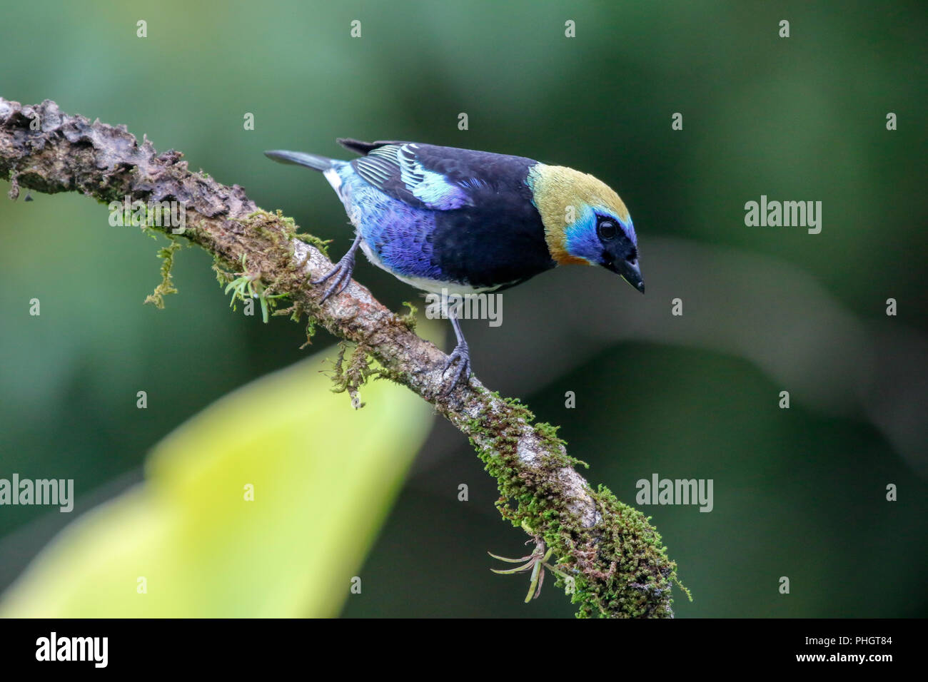 a Golden-hooded Tanager in the Arenal National Park Costa Rica Stock ...
