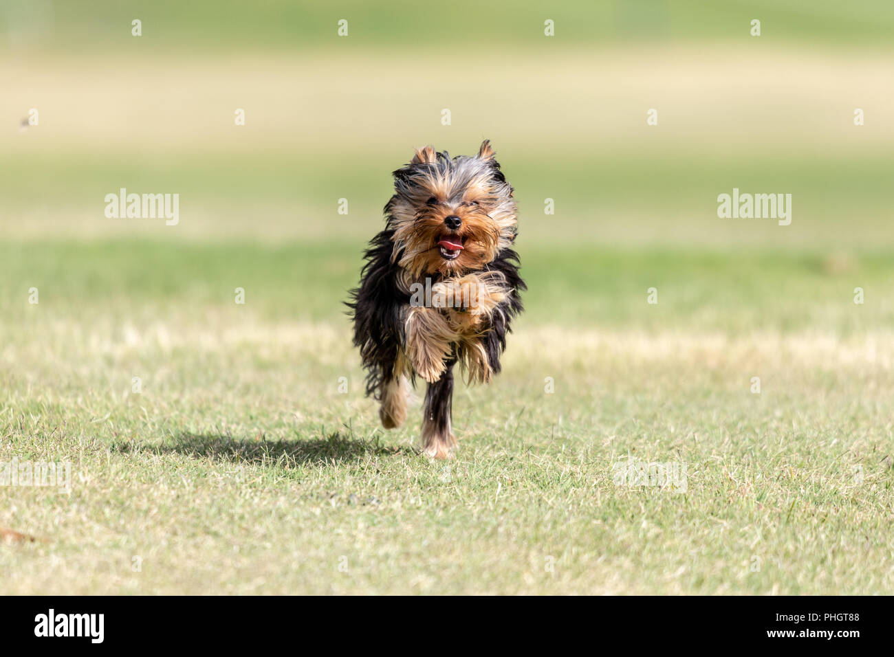 A Yorkshire terrier running in a field Stock Photo - Alamy