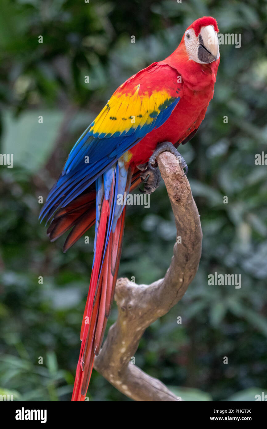 A scarlet macaw in Copan Honduras Central America Stock Photo - Alamy