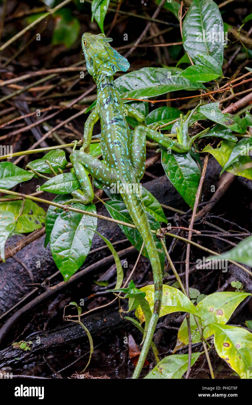 a male Jesus Christ Lizard Cahuita National Park Costa Rica Stock Photo ...