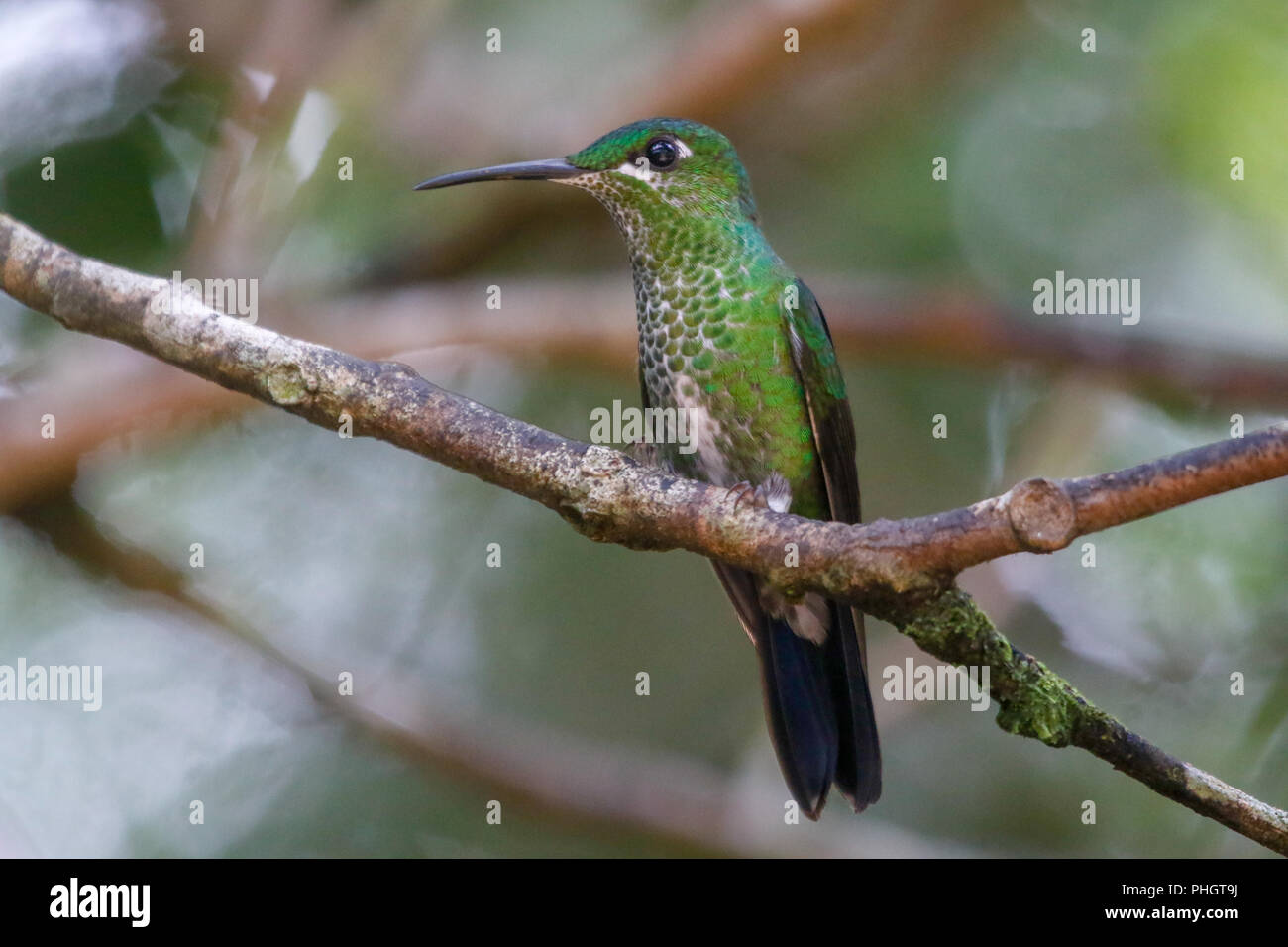 Hummingbirds of costa rica hi-res stock photography and images - Alamy