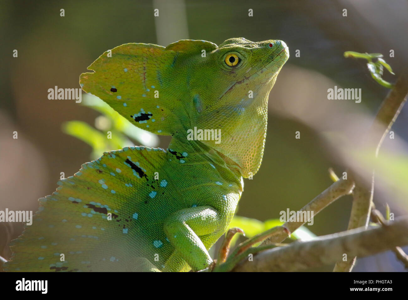 Jesus christ lizards hi-res stock photography and images - Alamy