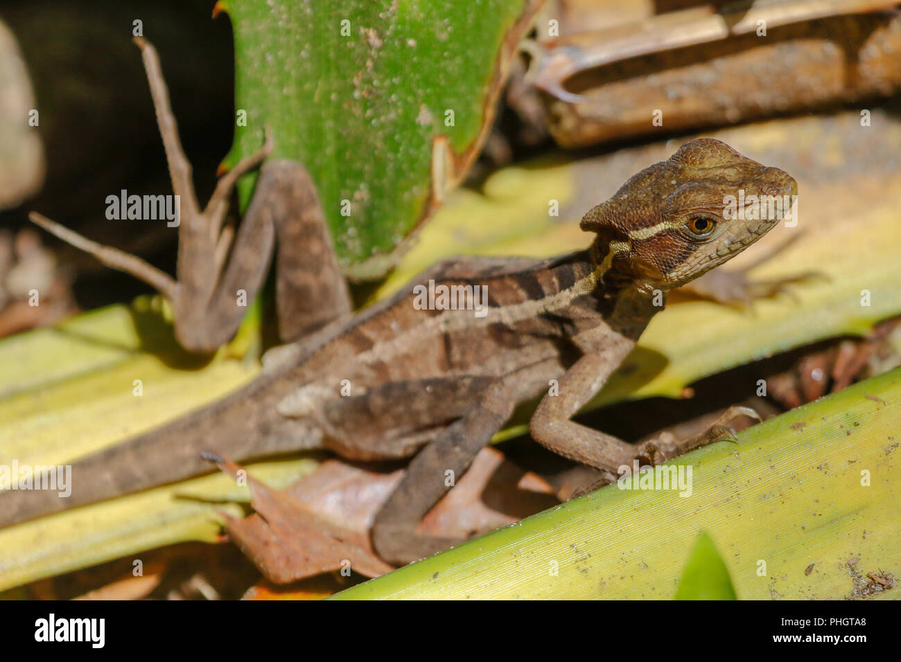 Female Jesus Christ Lizard