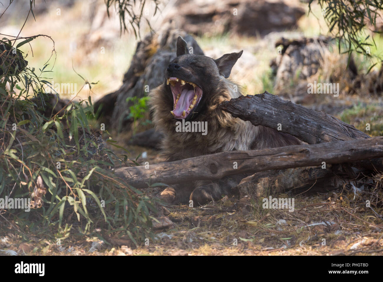 Brown hyena hi-res stock photography and images - Alamy