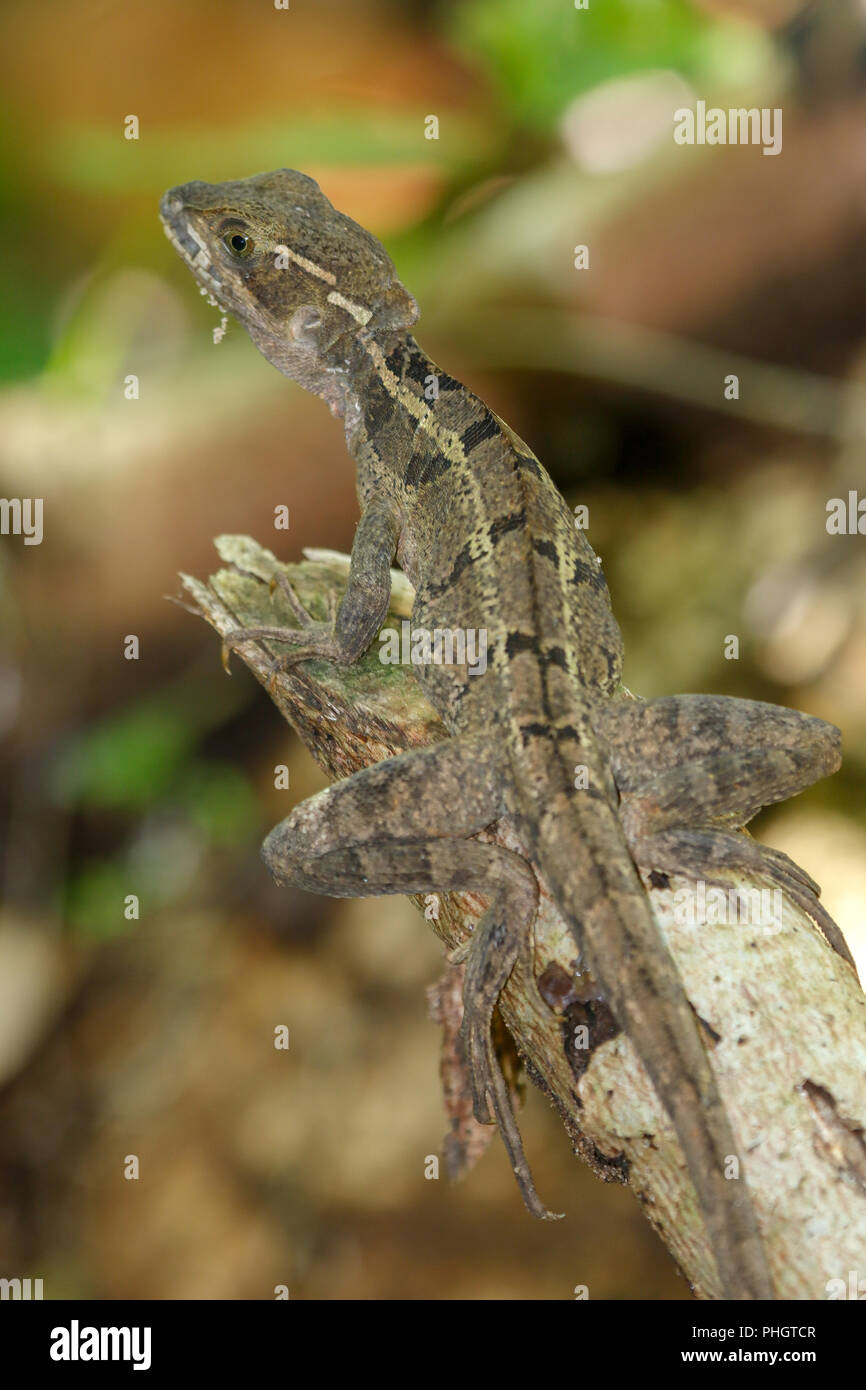 a female Jesus Christ Lizard Cahuita National Park South Africa Stock ...