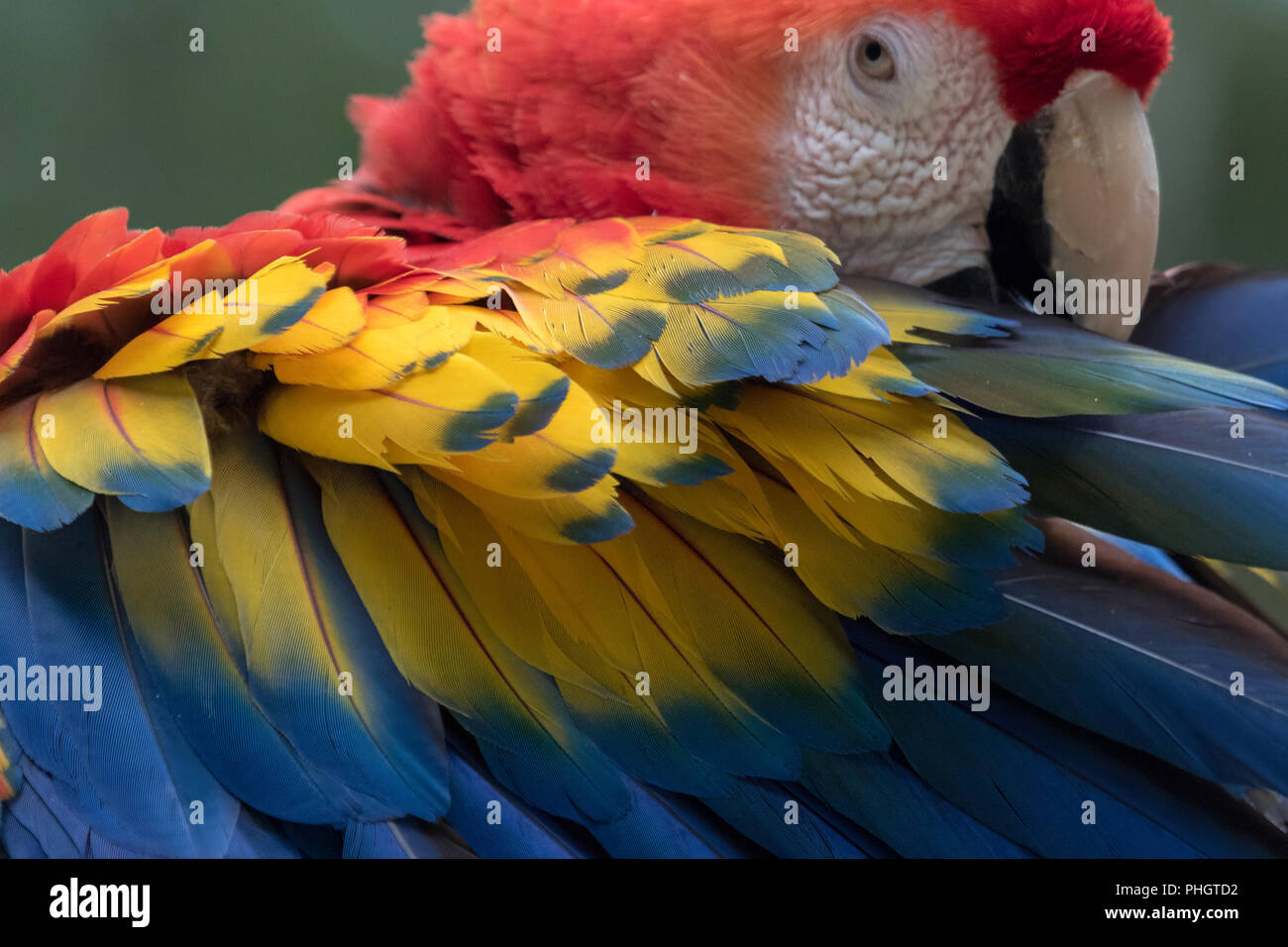 Birds of honduras hi-res stock photography and images - Alamy